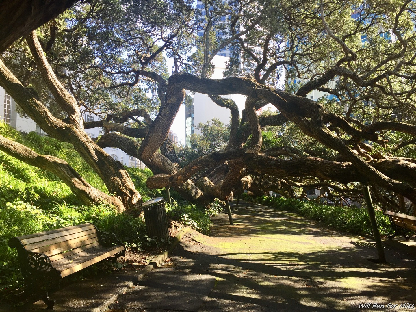 Why We Loved the Auckland Free Walking Tour! - Will Run For Miles